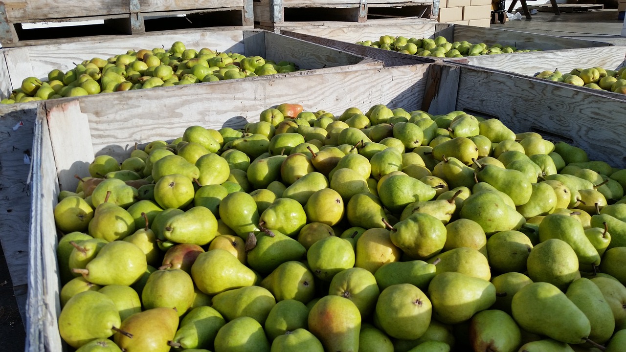 Pear storage study for Listeria behavior