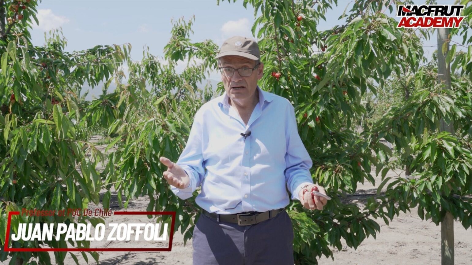 Chilean cherries, a model to follow