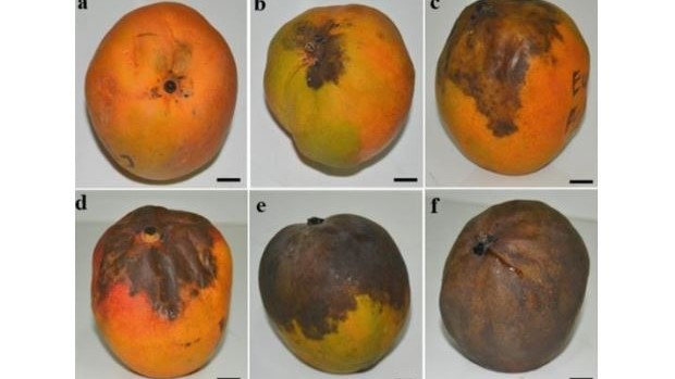 Potassium chloride as preharvest treatment to control stem end rot in mango