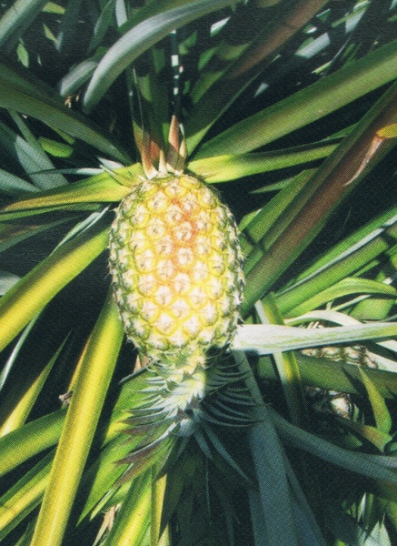 Pineapple, protection from sunscald