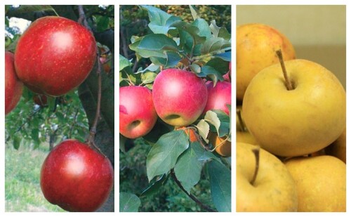 Stark Bro?s introduces three new apple varieties