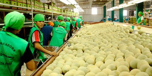 Melon packing house improves post-harvest biosecurity through HPGen ...