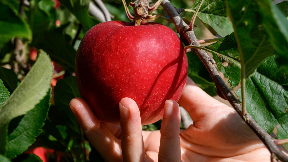 IRTA Launches the STELLAR™ Apple