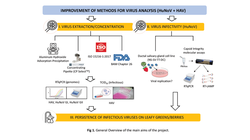 Advanced Protocols for Accurate Virus Detection in Leafy Greens and Berries