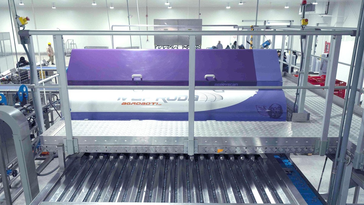 MAF RODA Revolutionizes Blueberry Sorting with AI and Multi-Format ...