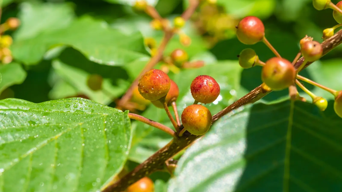 How to Know the Best Day to Pick Sweet Cherries