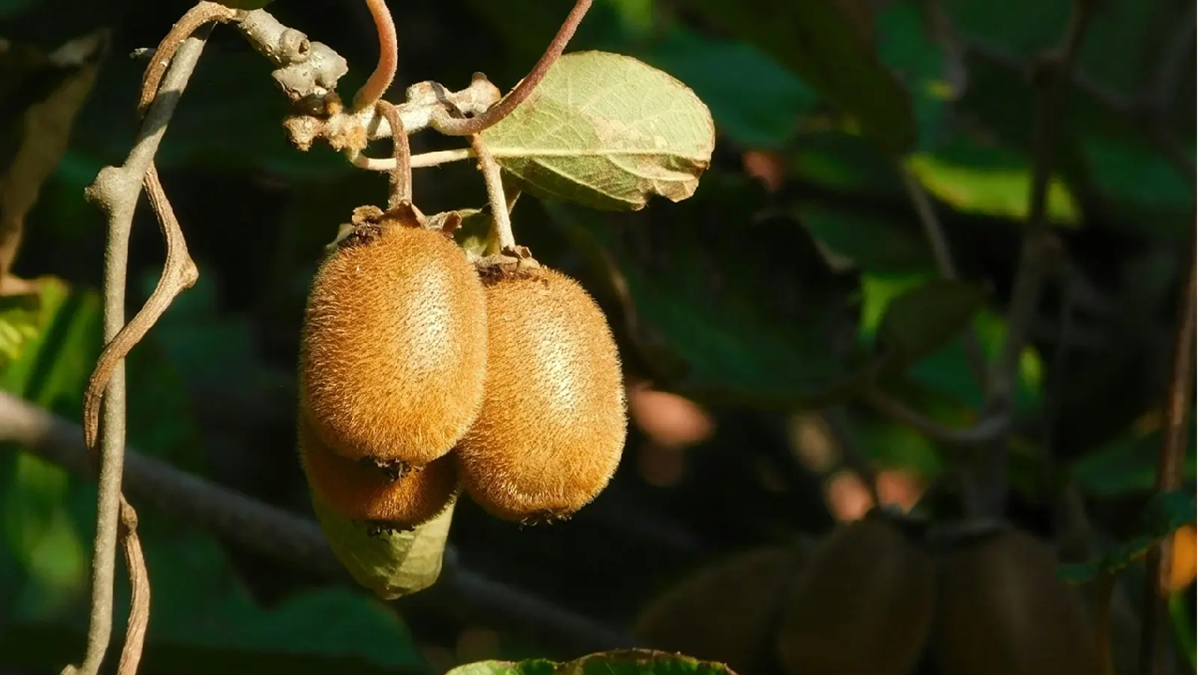 What Are Brix Measurements and Are They Crucial in Fresh Produce?