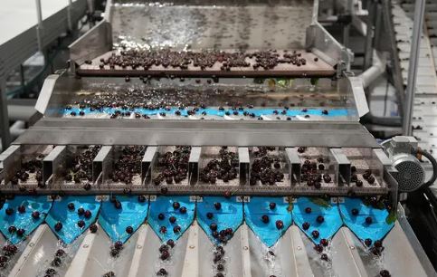 Small Fruit Sorter with InVision2, the most advanced cherry sorter ...