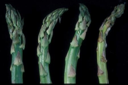 In asparagus, the most prominent postharvest disease is the bacterial ...