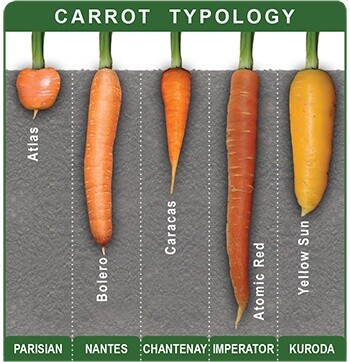Trends in carrot production and breeding in Japan
