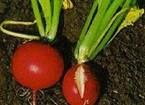 Turgid radishes seem more susceptible to splitting