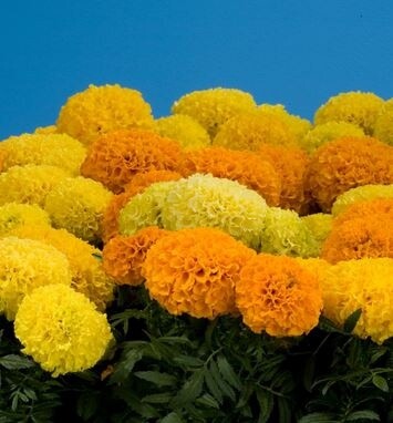 Postharvest handling protocols for Tagetes erecta as cut flower