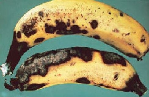 Banana - Antifungal Activity of Some Plant Extracts against ...