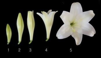 Conditions to maximize cut flower lilium