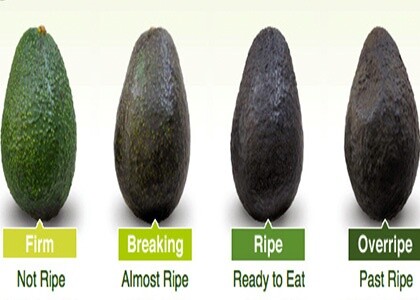 Storage of partially-ripened avocados more than 4 d resulted in quality ...
