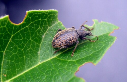 Monocultures are more attractive for pests than fields with a variety ...