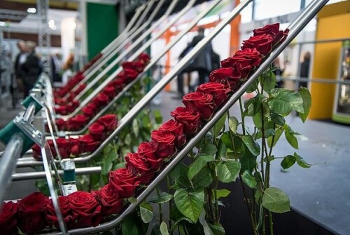 Automated rose processing system