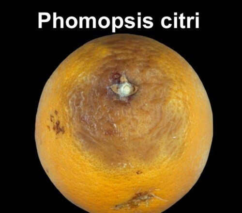 The traditional fungicide TBZ is the best chemical option to reduce ...