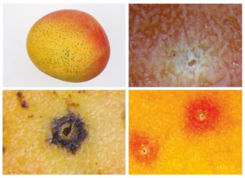 How to reduce lenticel damage on mango fruit through management practices?