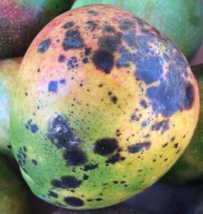 ClO2 plus antagonist yeasts provides excellent control of anthracnose ...