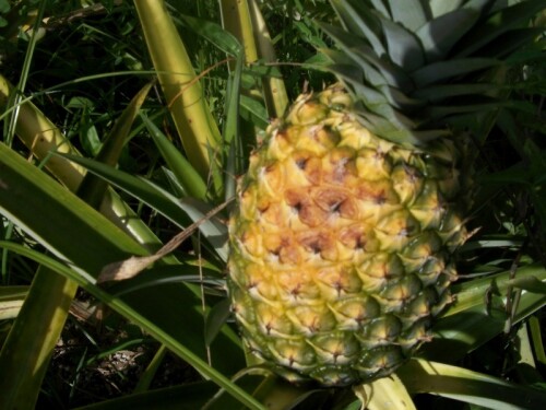 Treatments with Calcium, Magnesium and Boron to avoid sunburn incidence ...