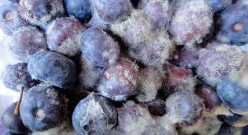 Postharvest mycofumigation of blueberries with T. atroviride IC-11 VOCs ...