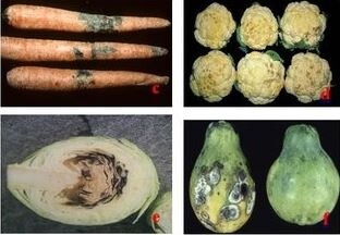 Vision about methods and mechanisms of action in postharvest diseases ...