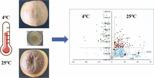 Cold storage also to avoid mycotoxins production in Alternaria infected ...