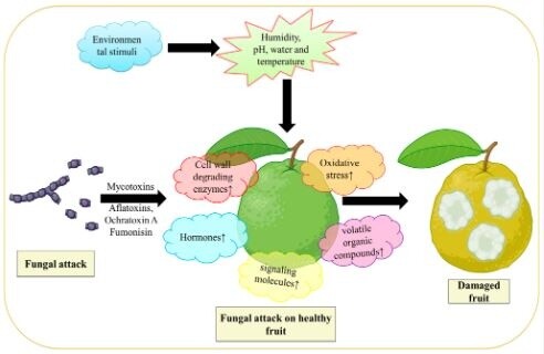 Mechanisms of fungal disease progression in fruits and control strategies