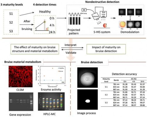 Structured multispectral imaging can enhance the early detection of ...