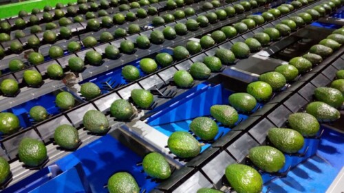 Turnkey solutions for handling and packaging avocados