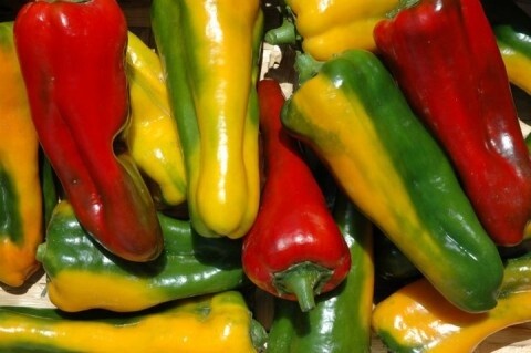 Fresh-cut yellow peppers showed a higher susceptibility to decay ...