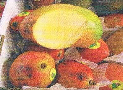 Mango ? Quality defects in postharvest