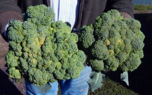 Alternaria Leafspot and Head Rot on Broccoli